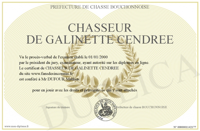 CHASSEUR-DE-GALINETTE-CENDREE